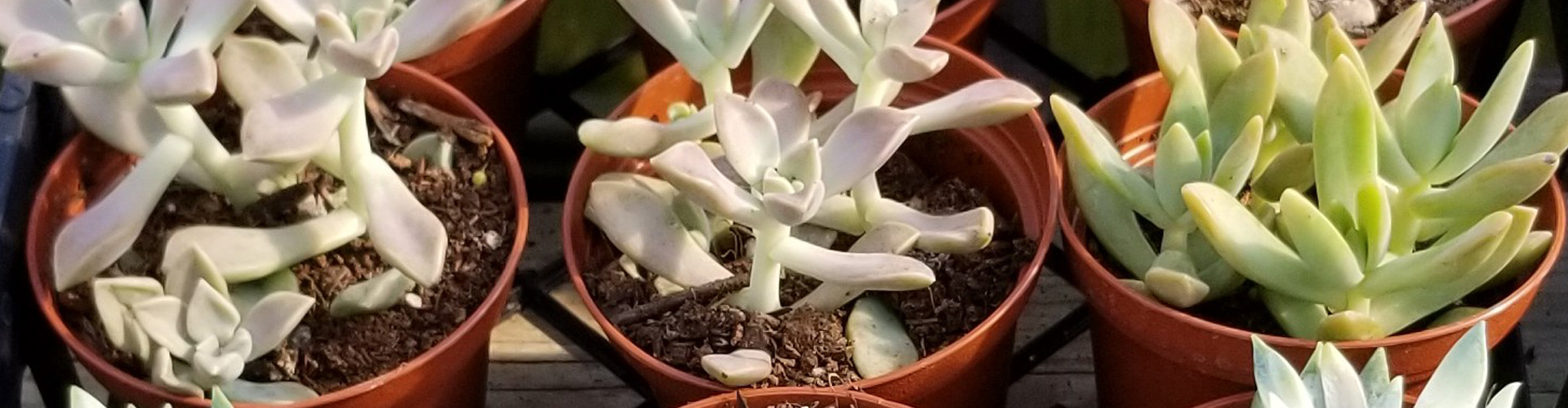 Medium Succulents